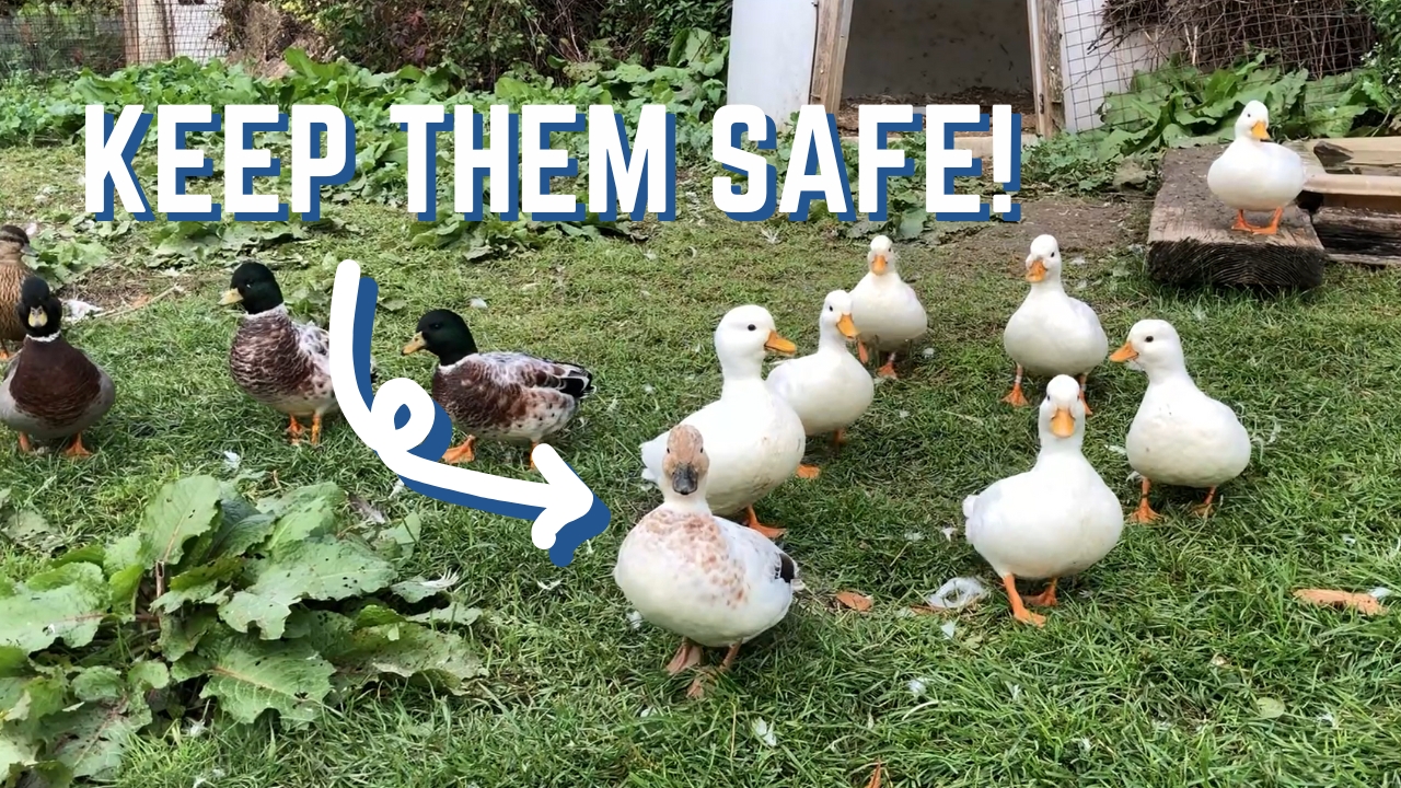 Habitats for Adult Ducks – Videos – Mother Earth News